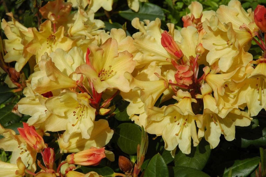Rhododendron ‘Nancy Evans’ – Rhododendrons Direct and More!