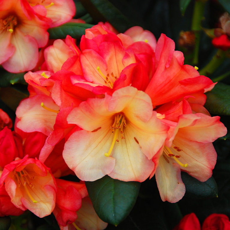 Rhododendron ‘Seaview Sunset’ – Rhododendrons Direct and More!