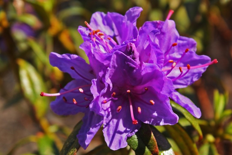 Rhododendron Blue Baron – Very Purple(Blue) Small Blooms – Will Grow to ...
