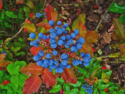 Mahonia aquifolium – Oregon Grape | PNW Native Evergreen Shrub with ...